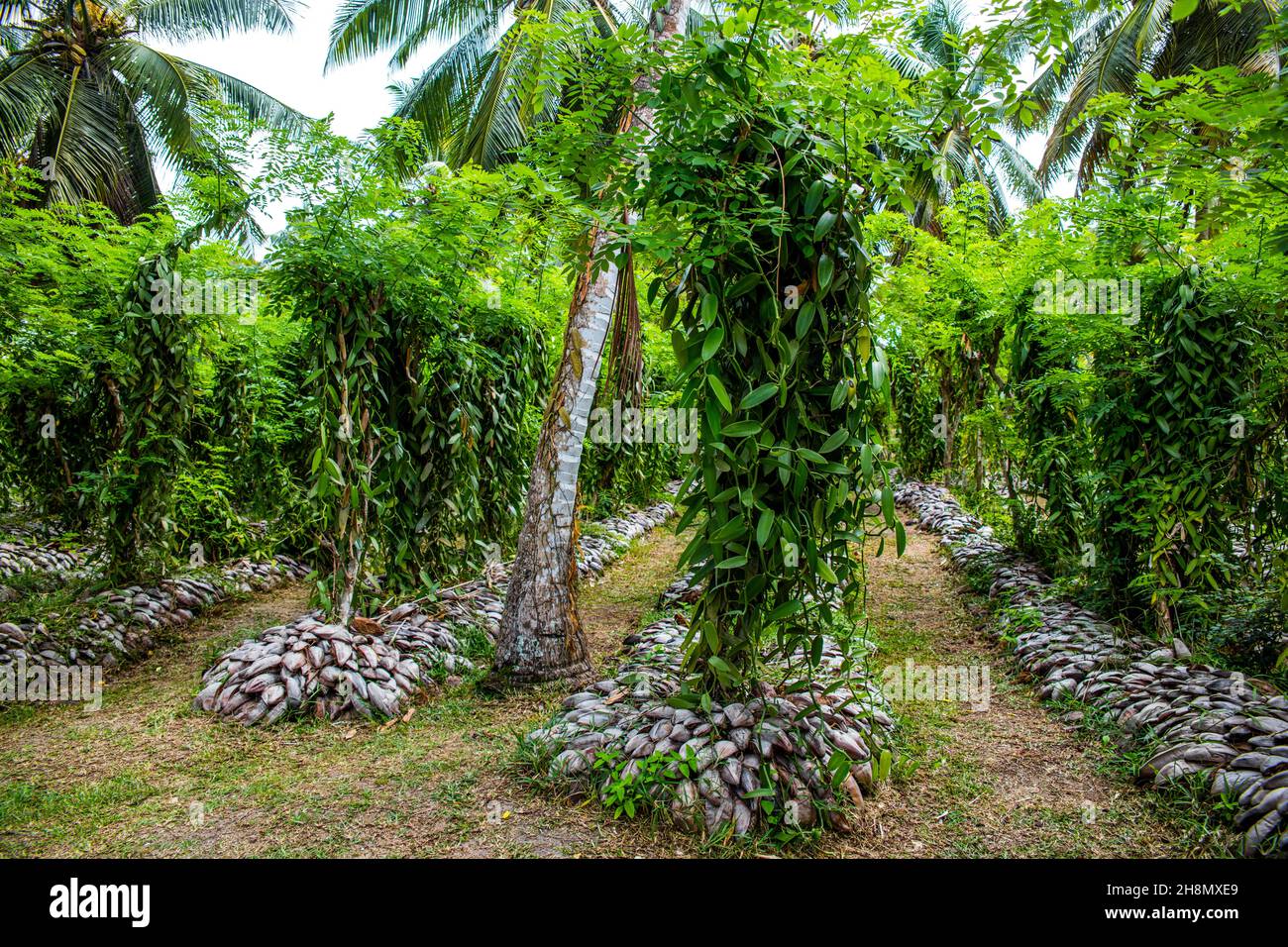 Vanilla Plantation, Vanilla, flat-leaved vanilla (Vanilla planifolia ...