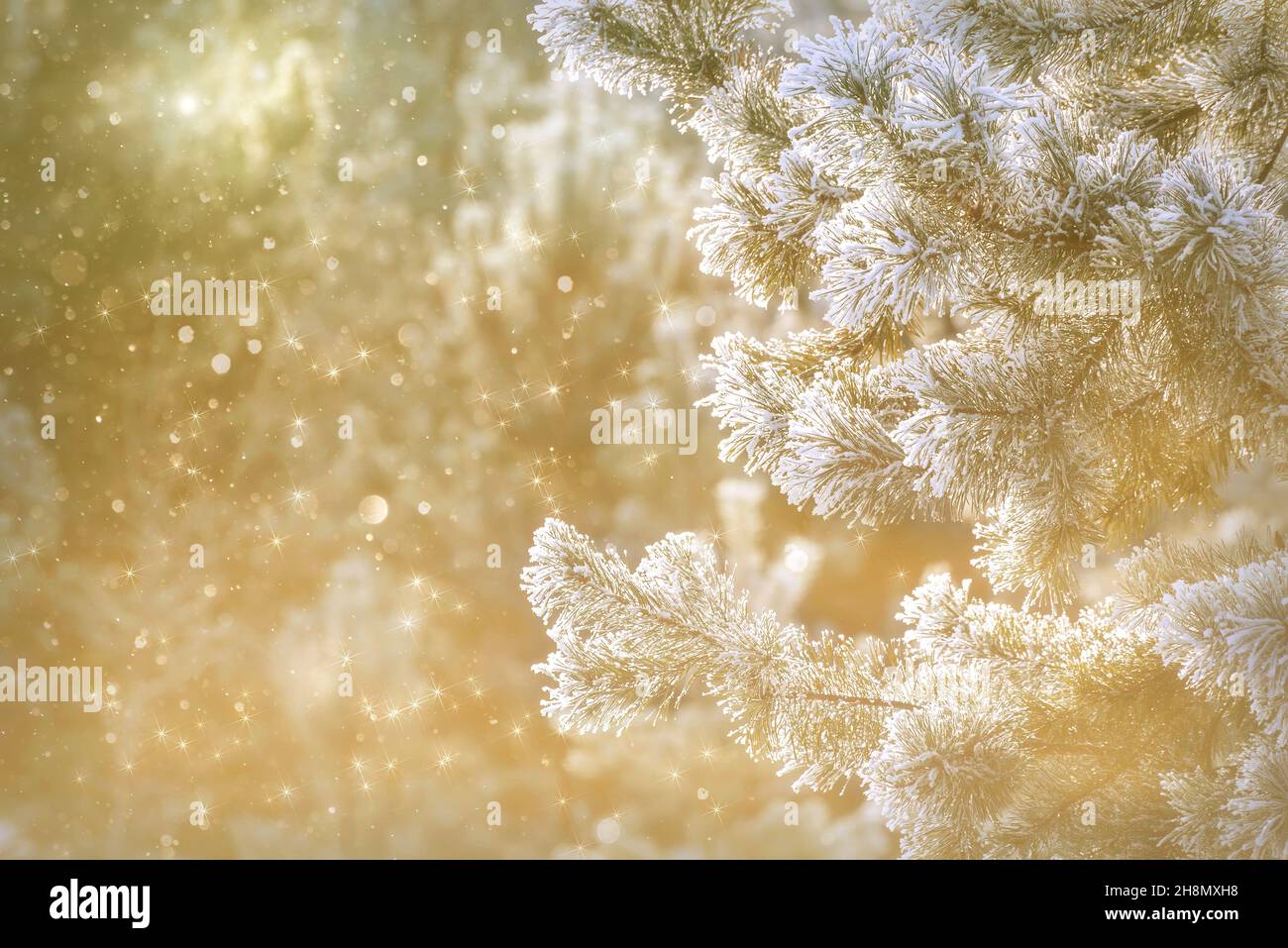 Golden winter hi-res stock photography and images - Alamy