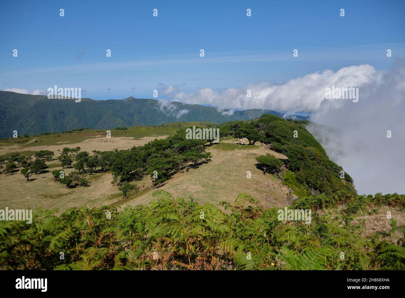 Fanal forest, Madeira Island, Portugal Stock Photo - Alamy