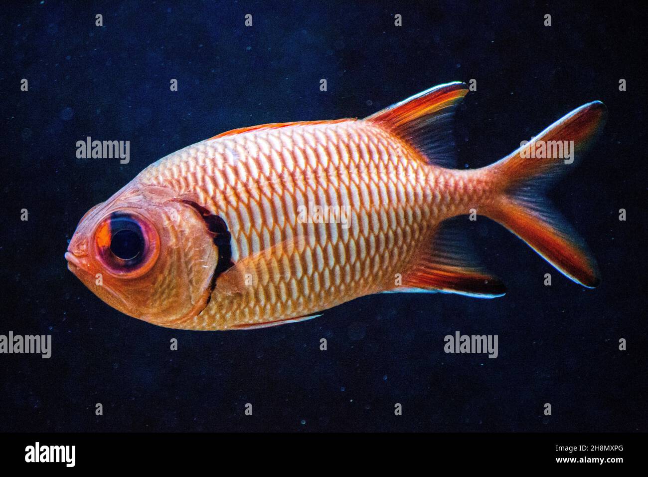 Blotcheye soldierfish (Myripristis berndti), native fish, Eden Island ...