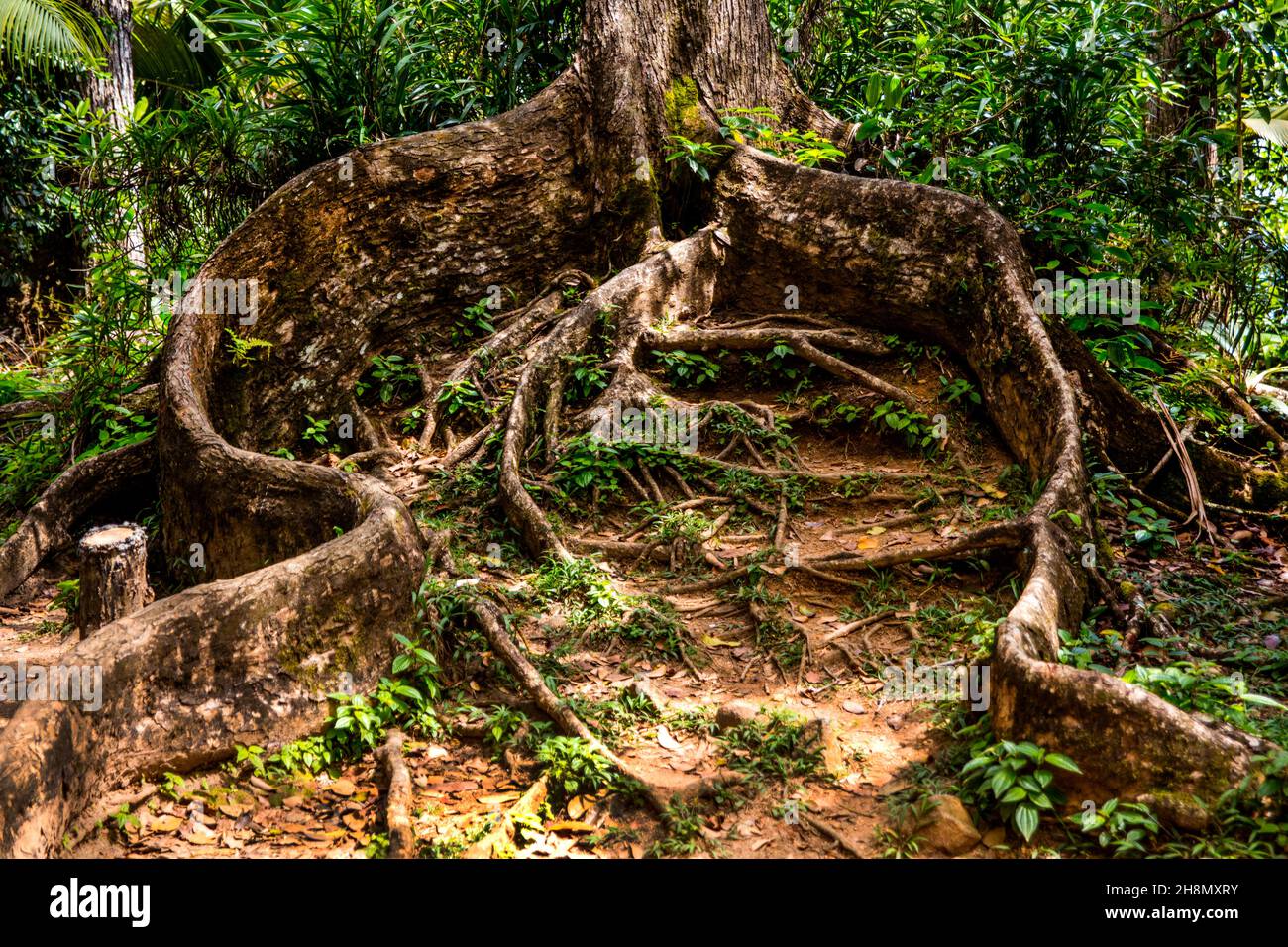 Mahogany tree africa hi-res stock photography and images - Alamy
