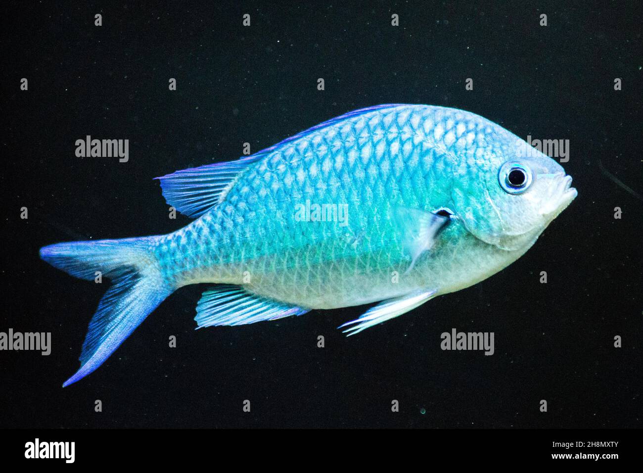 Reef fish, native fish, Eden Island Aquarium, Mahe, Seychelles, Eden ...