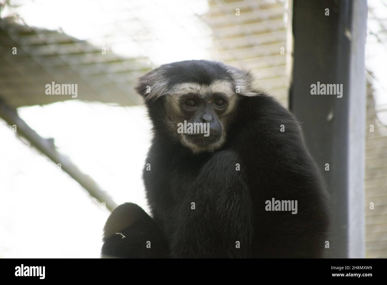 Colchester Zoo Monkey High Resolution Stock Photography and Images - Alamy