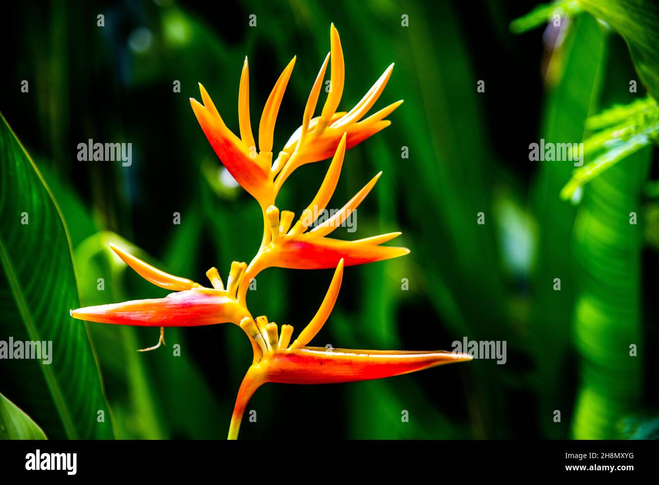 Parrot's beak (Heliconia psittacorum), Heliconia spathocircinata, Bird ...