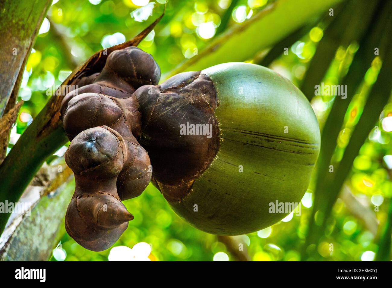 Female Coco-de Mer, maldive coconut (Lodoicea maldivica), most famous ...