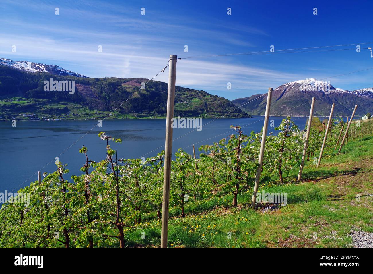 Fruit trees, fjord and snow-capped mountains, Hardangerfjord, Lofthus ...