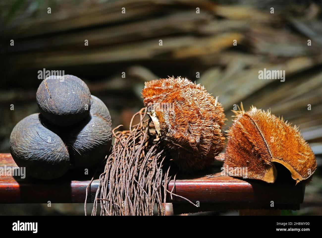 Coco-de Mer, maldive coconut (Lodoicea maldivica), most famous endemic ...