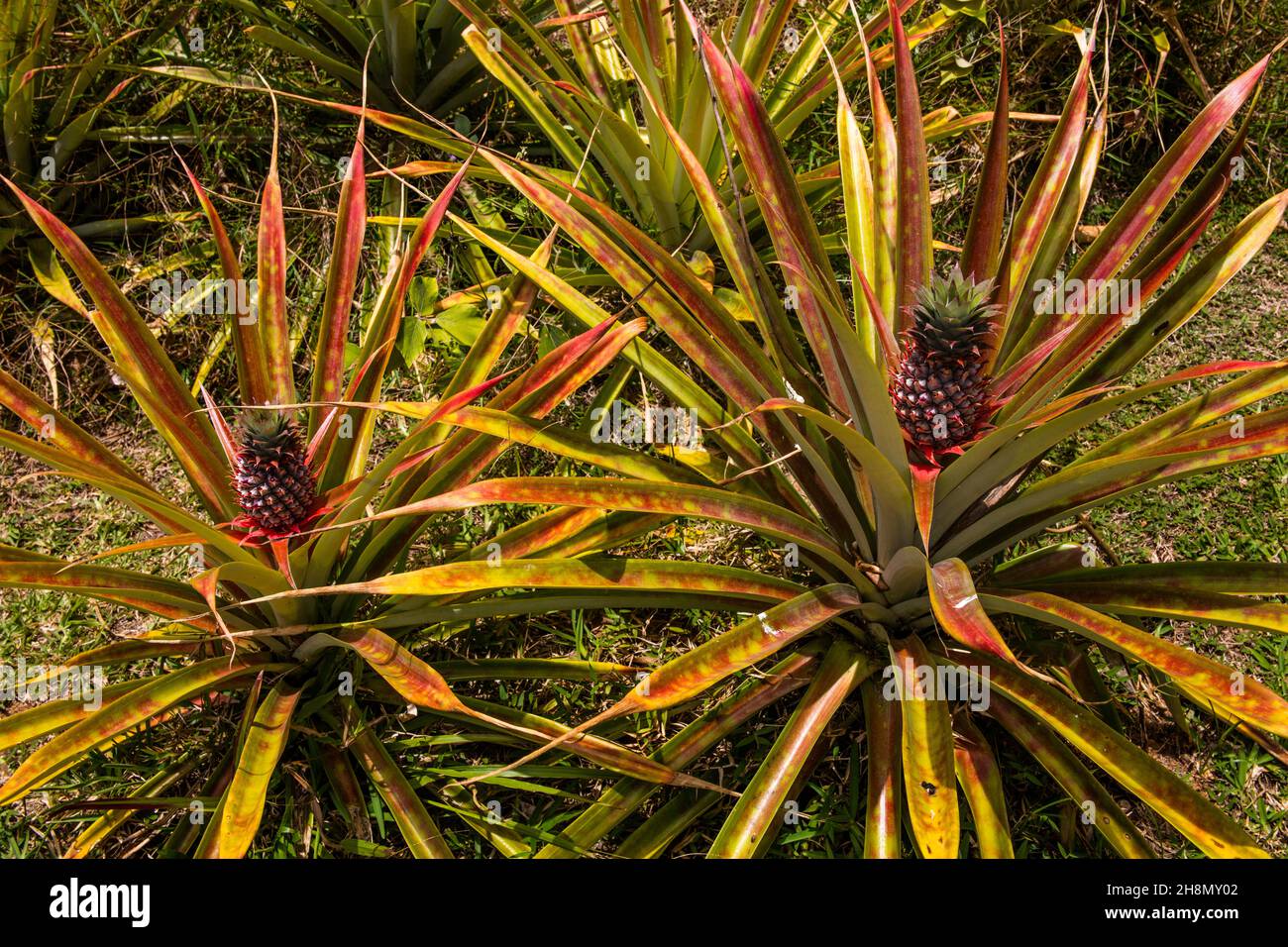 Roi ananas hi-res stock photography and images - Alamy