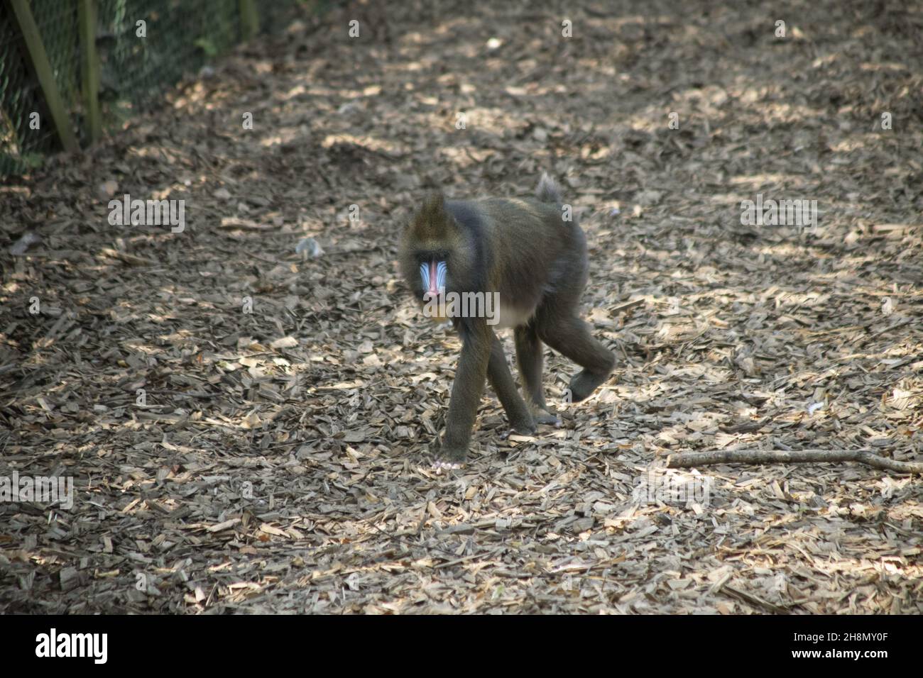 Colchester Zoo Monkey High Resolution Stock Photography and Images - Alamy