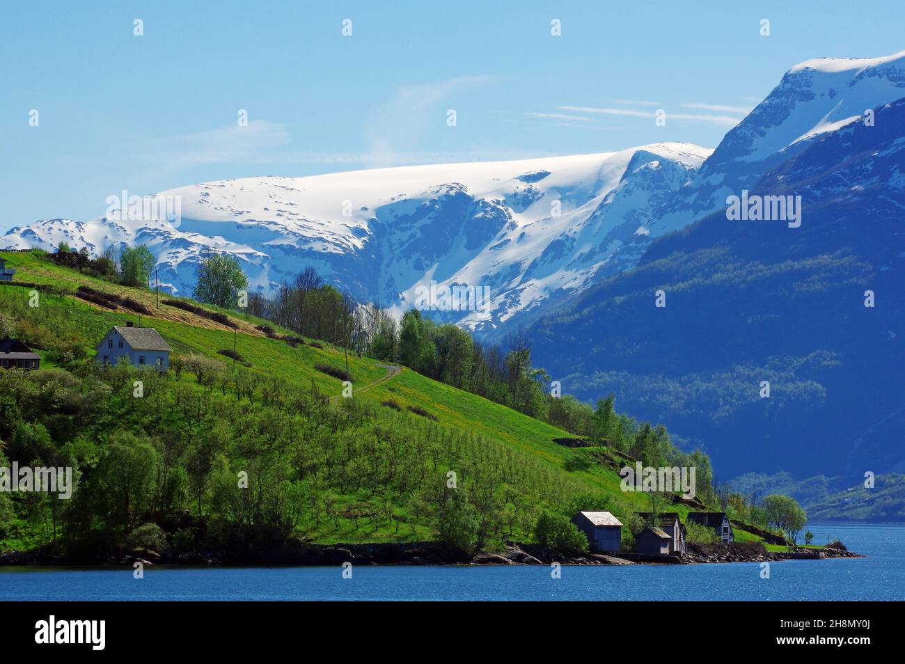 Fruit tree plantations on the hillside, fjord and snow-capped mountains ...