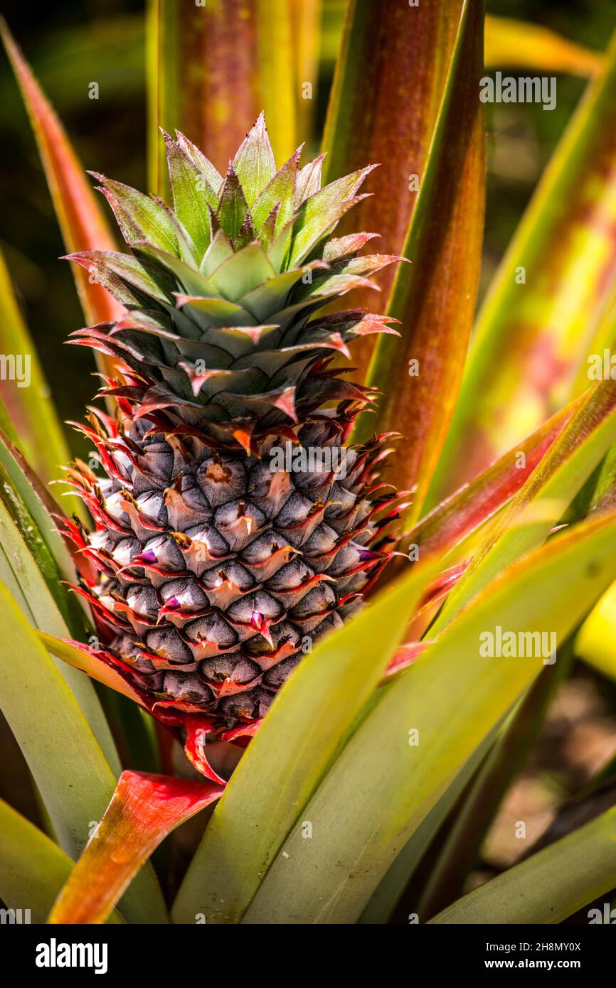 Roi ananas hi-res stock photography and images - Alamy