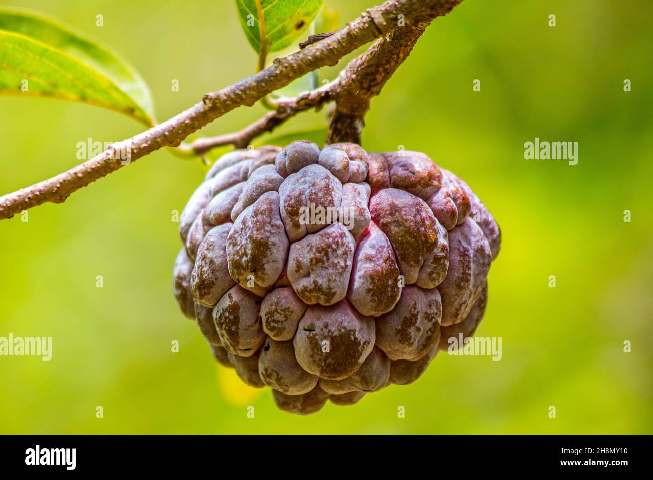 Sugar-apple (Annona squamosa), cream apple or sweet apple, Jardin du ...