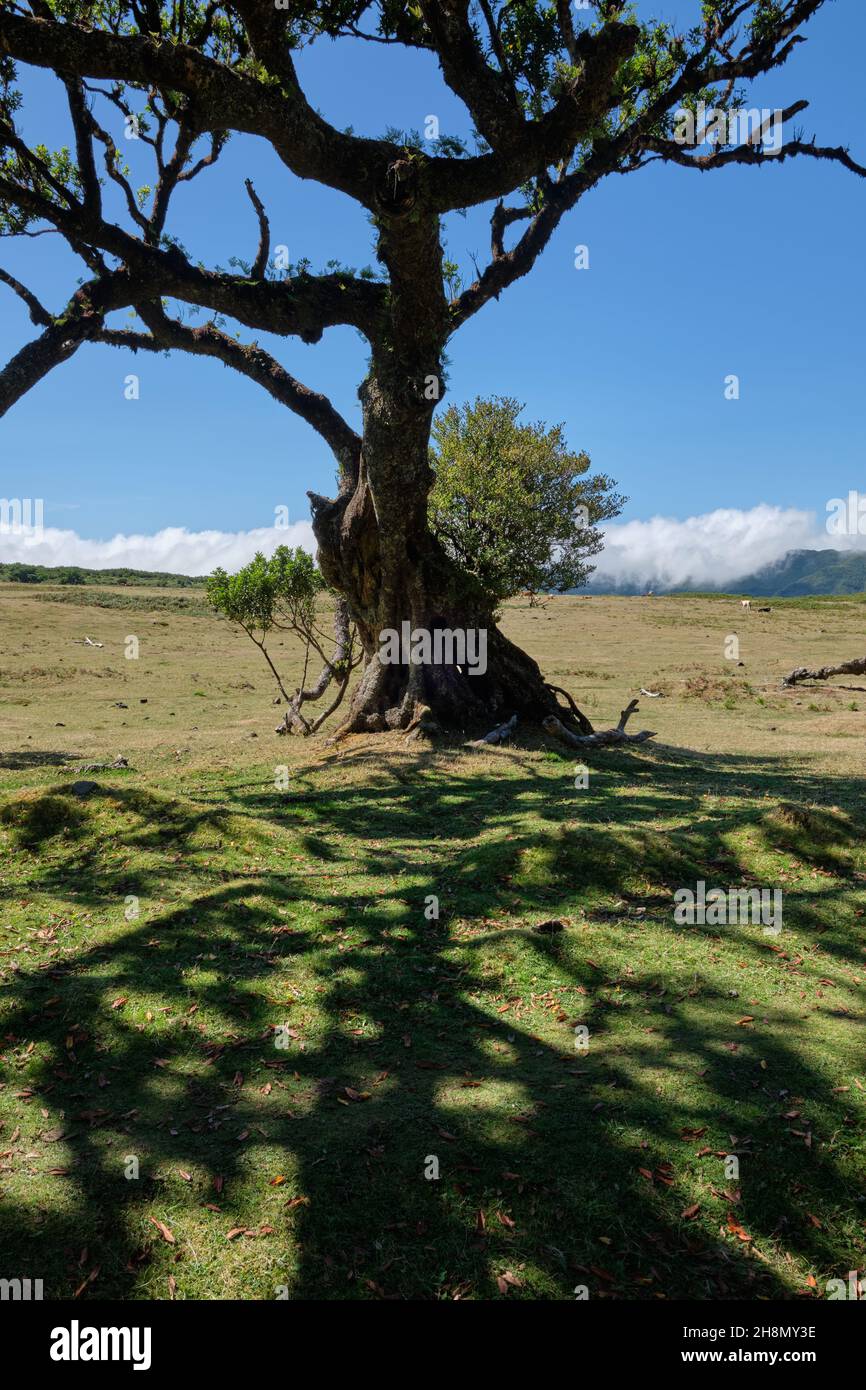 Fanal forest, Madeira Island, Portugal Stock Photo - Alamy