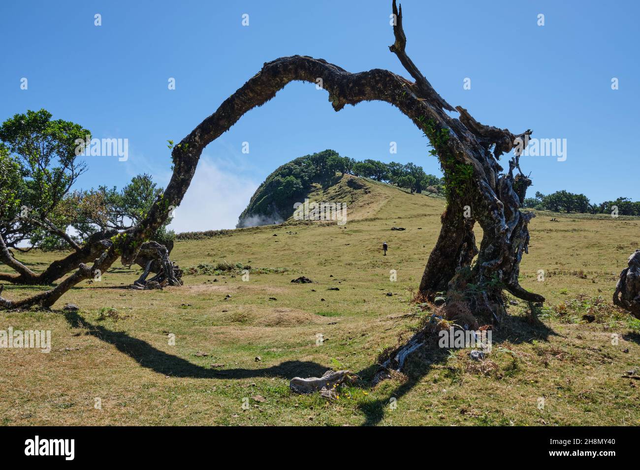 Fanal forest, Madeira Island, Portugal Stock Photo - Alamy