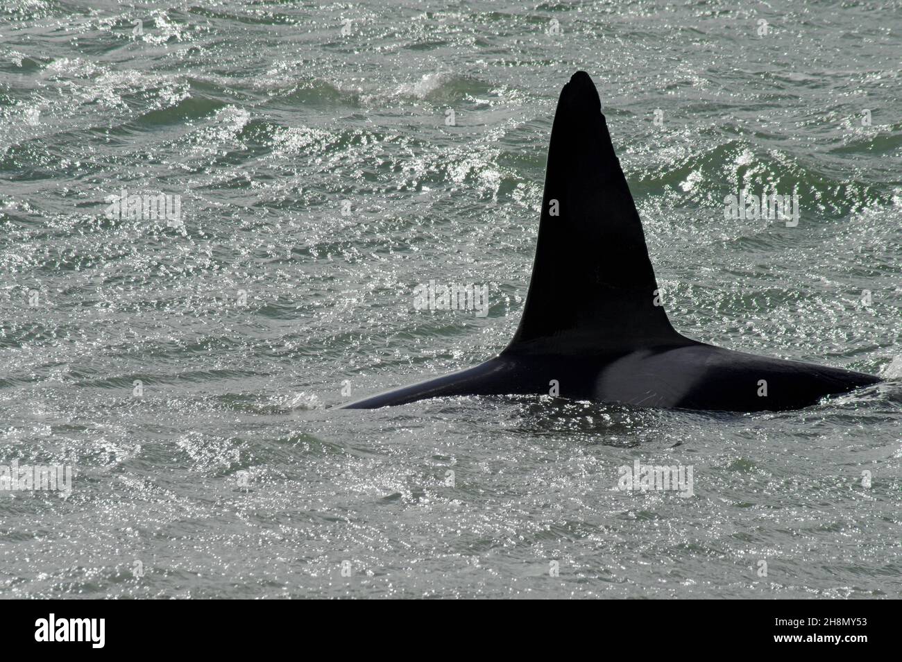 Fin of an orca whale near the beach, Reynisfjare, Vik, Iceland Stock ...