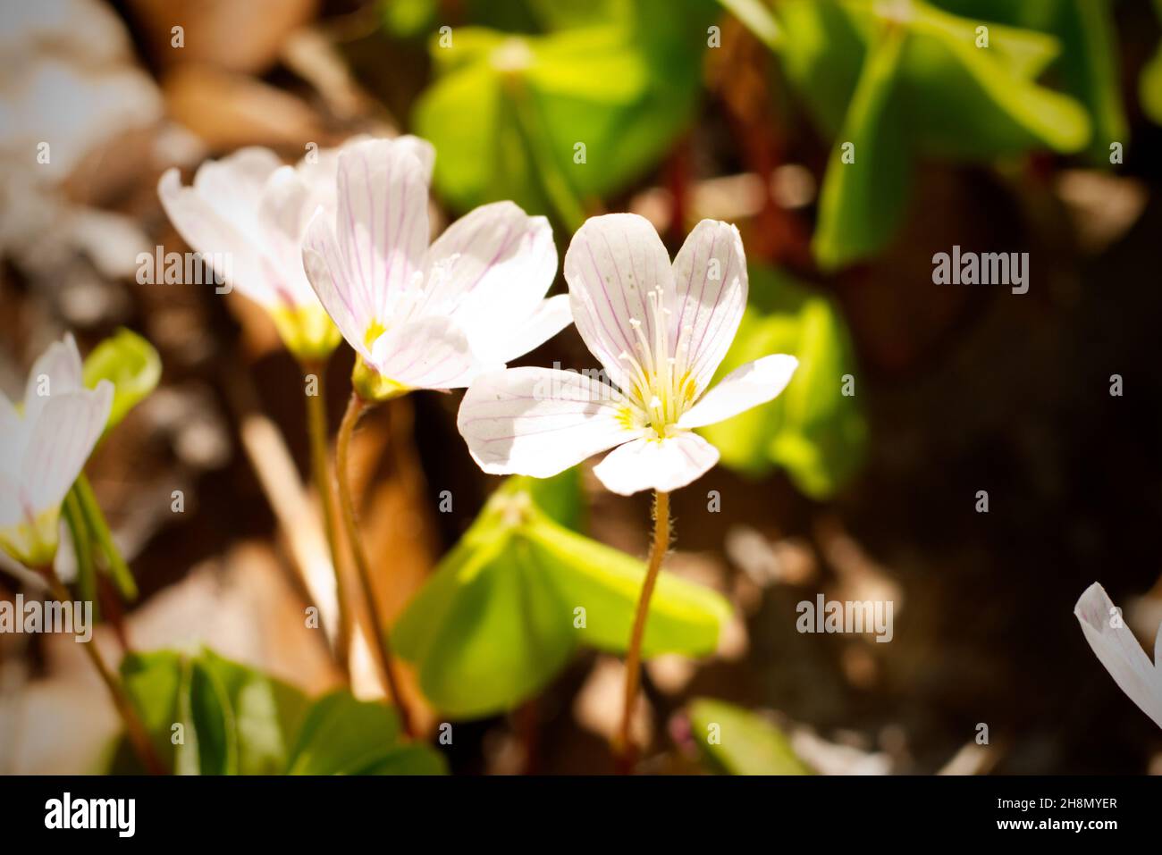 Flowering tree by the bike path Stock Photo - Alamy