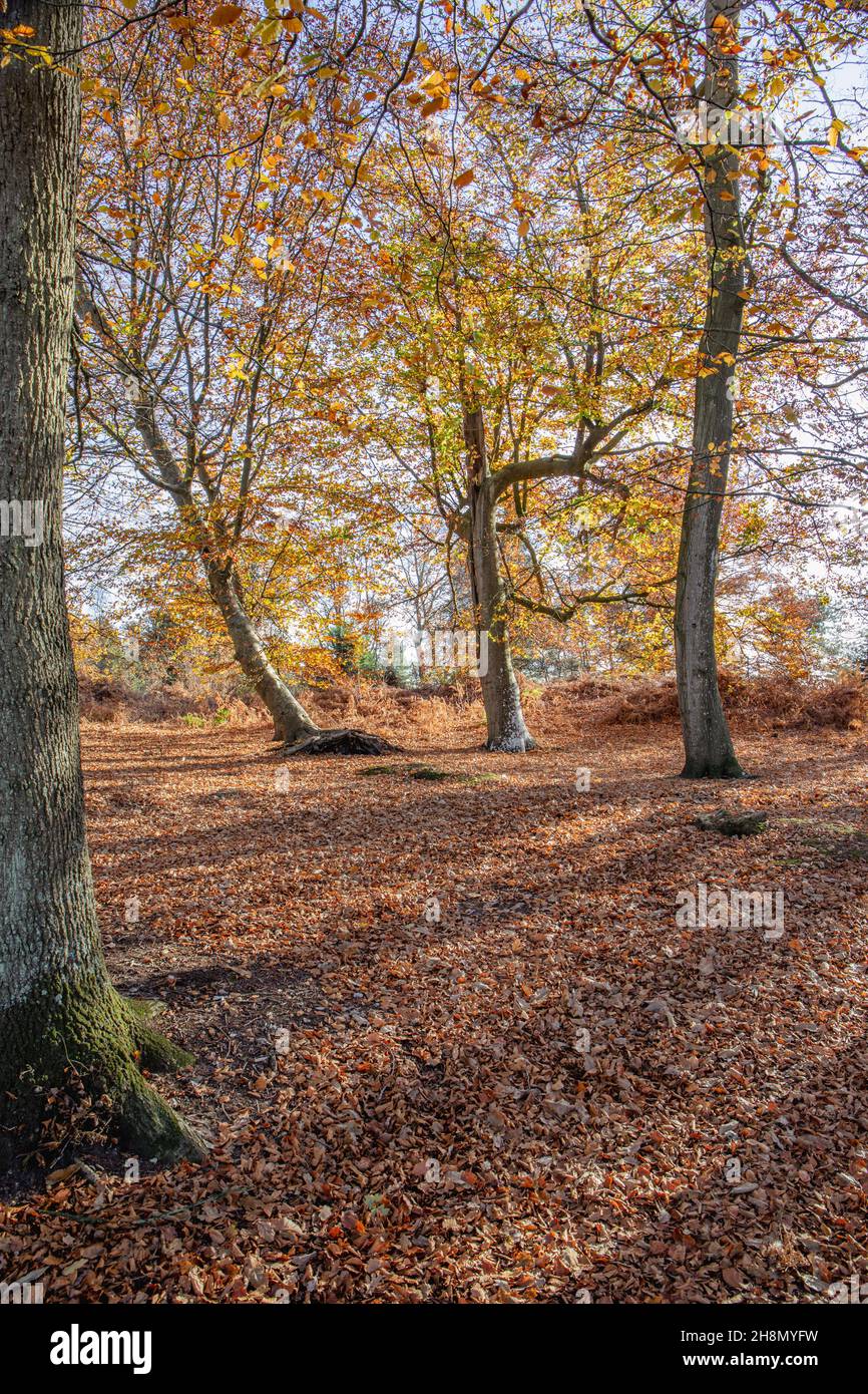 Pulborough brooks rspb sussex hi-res stock photography and images - Alamy