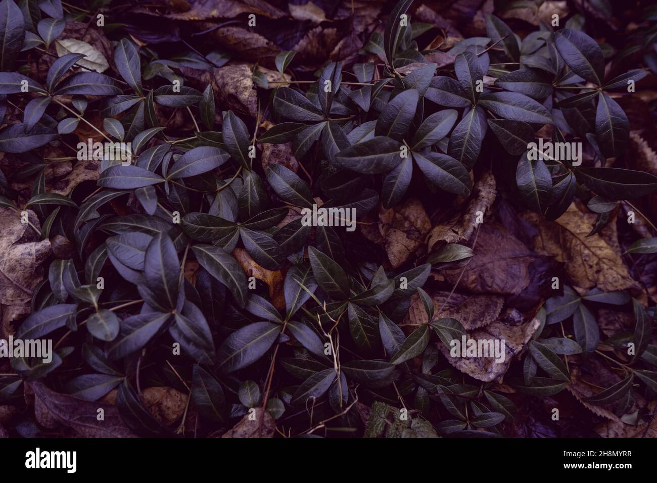 Dark background or texture of climbing plants with dense shiny leaves ...