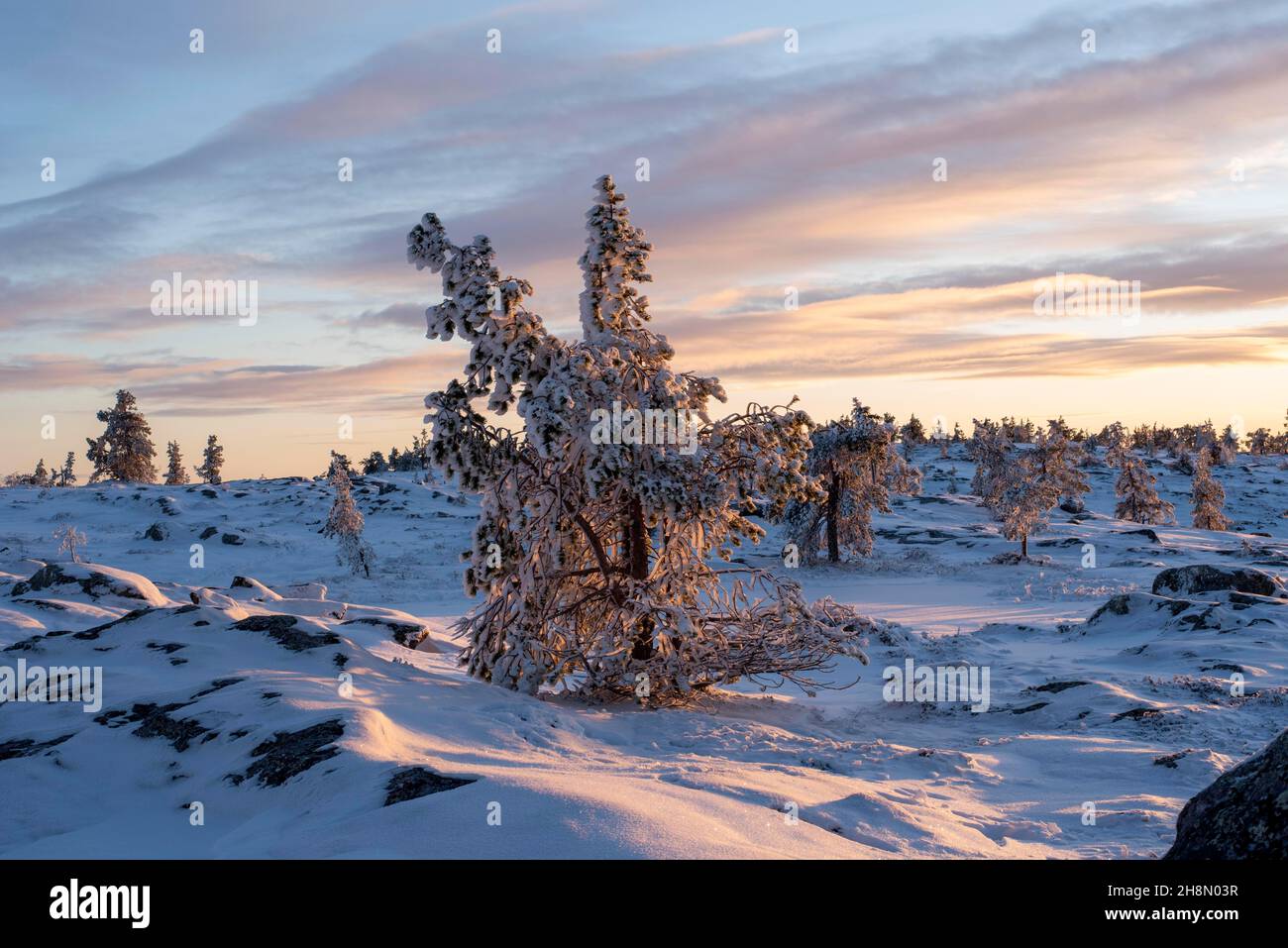 Saerkitunturi, tree line, Muonio, Lapland, Finland Stock Photo - Alamy