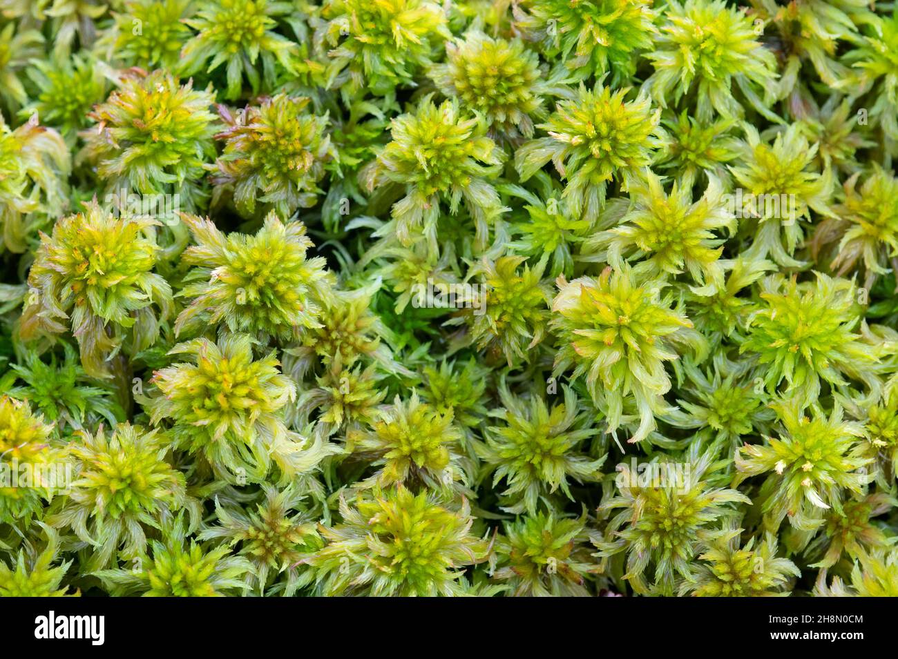 Peat moss (Sphagnum), bog, Goldenstedt, Lower Saxony, Germany Stock ...