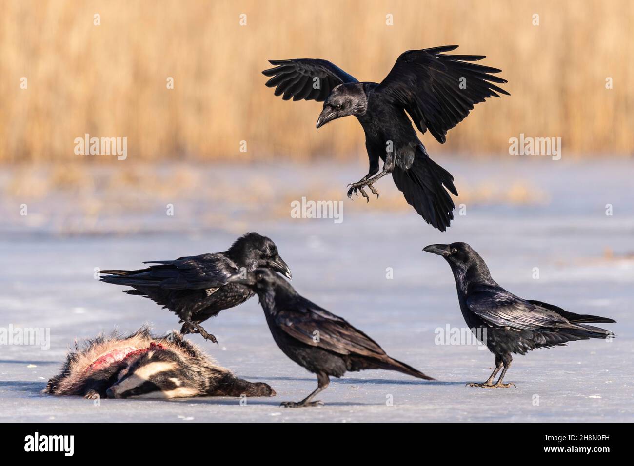 Raven dead hi-res stock photography and images - Alamy