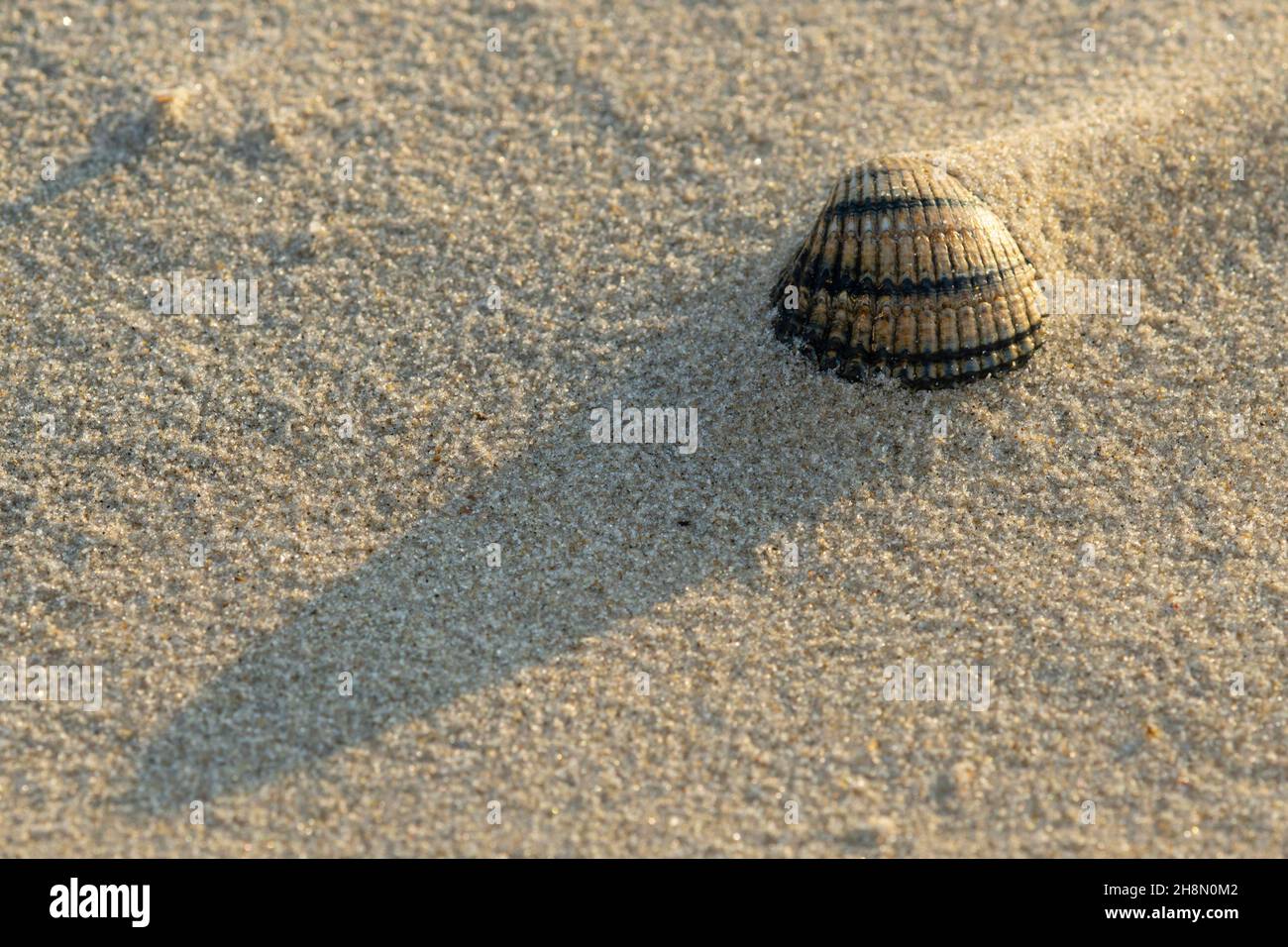Cockle (Cardiidae) on the beach, North Sea, Spiekeroog, Lower Saxony ...