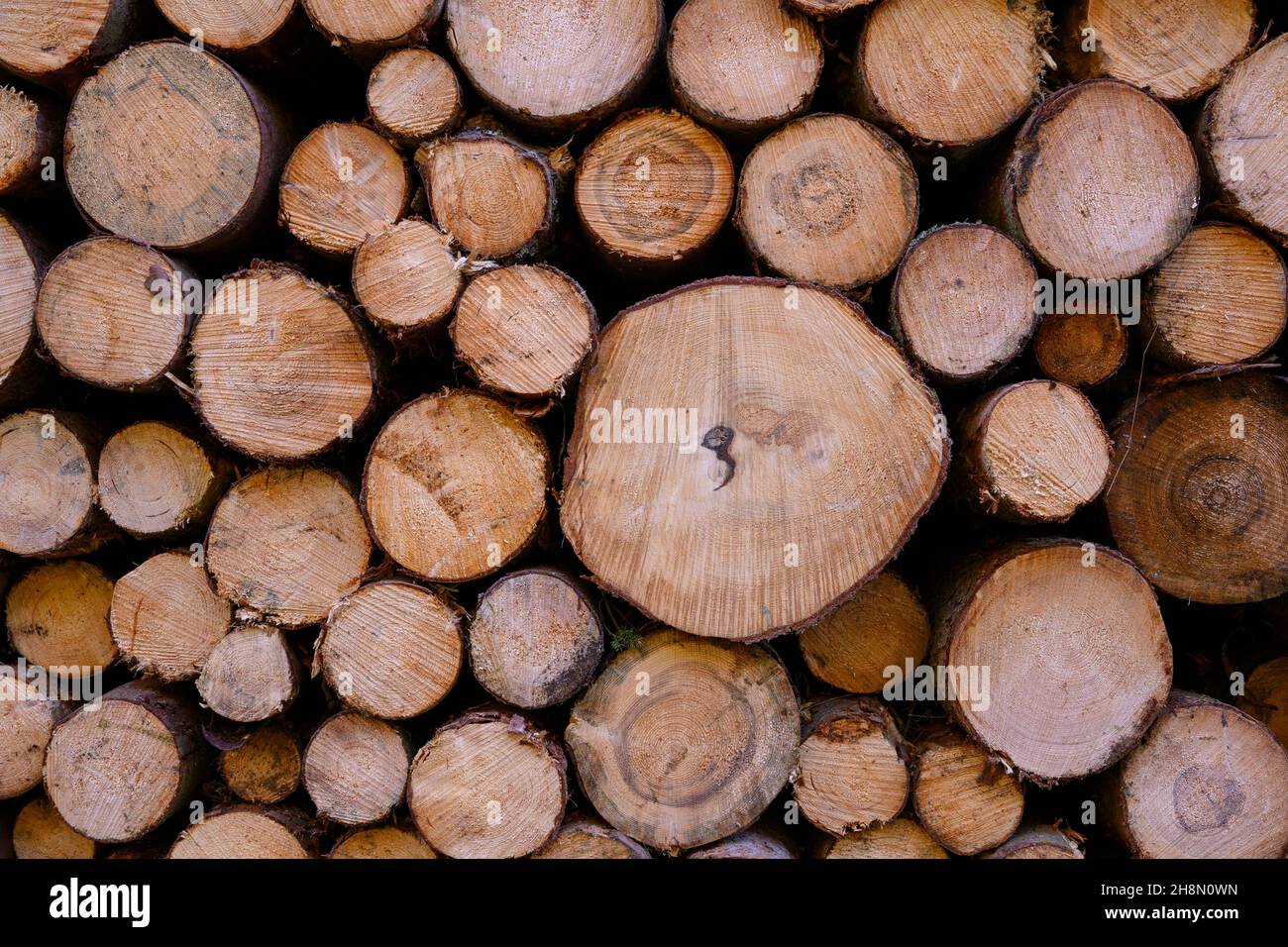 Wooded cutting hi-res stock photography and images - Alamy