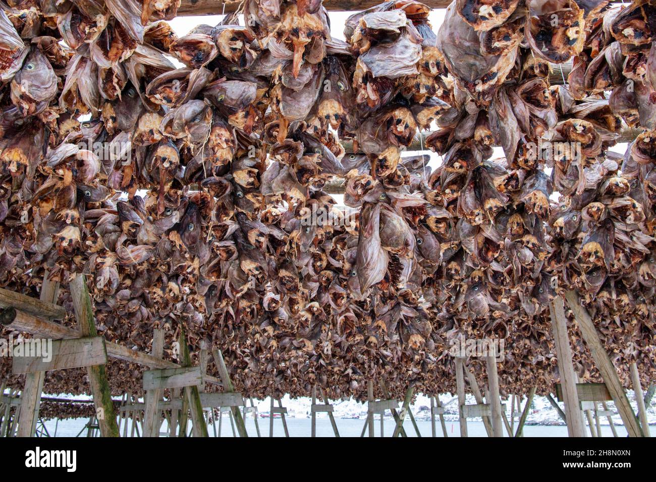 Fish heads air-dry, stockfish, cod (Gadidae), Nordland, Lofoten, Norway ...