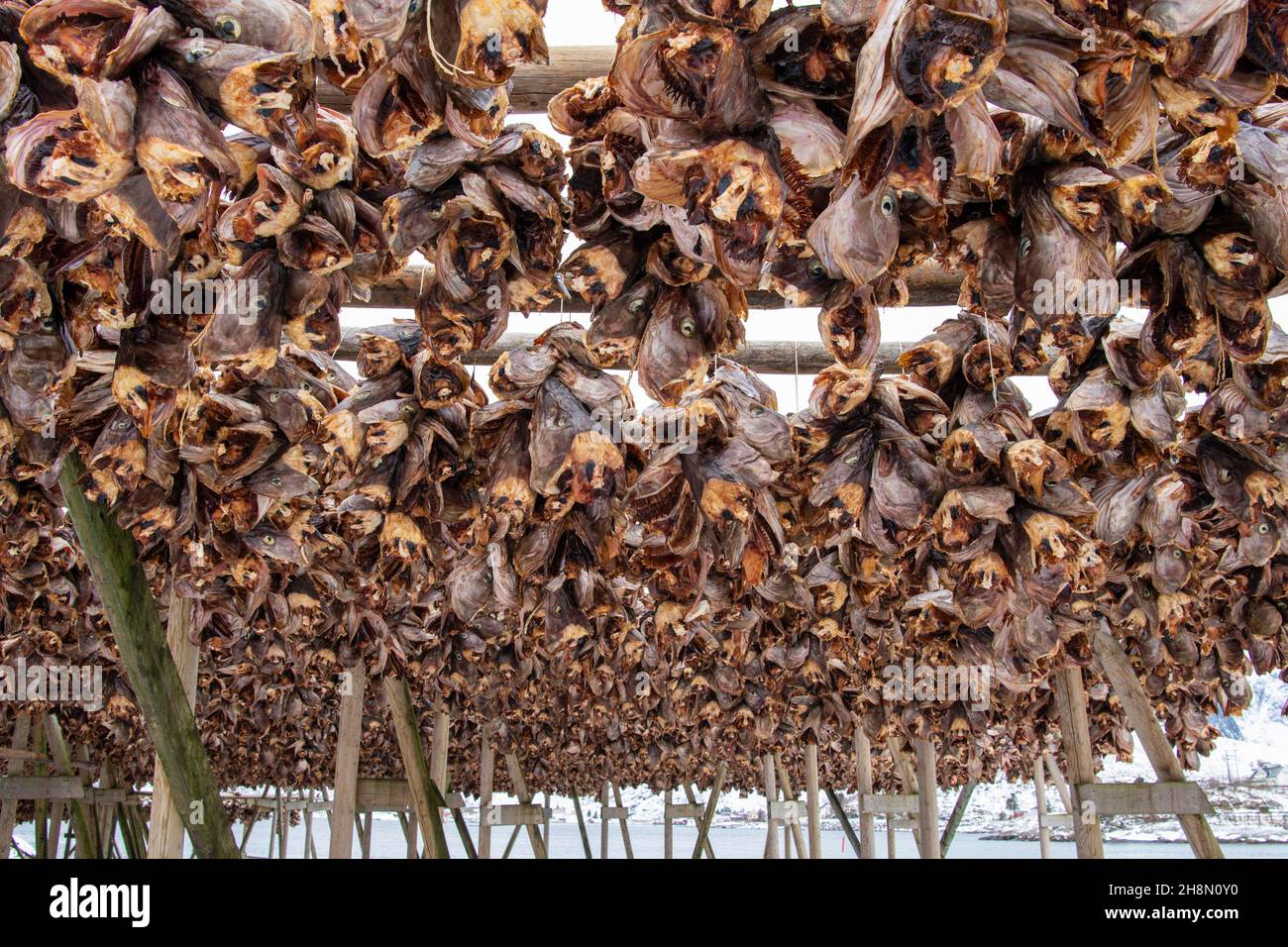 Fish heads air-dry, stockfish, cod (Gadidae), Nordland, Lofoten, Norway ...