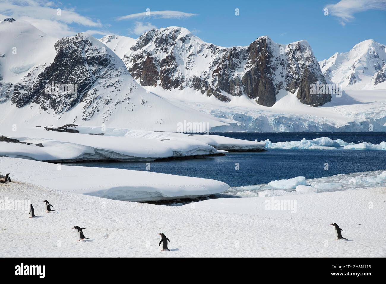 Gentoo penguins (Pygoscelis papua) walking in snow, glaciated mountain ...
