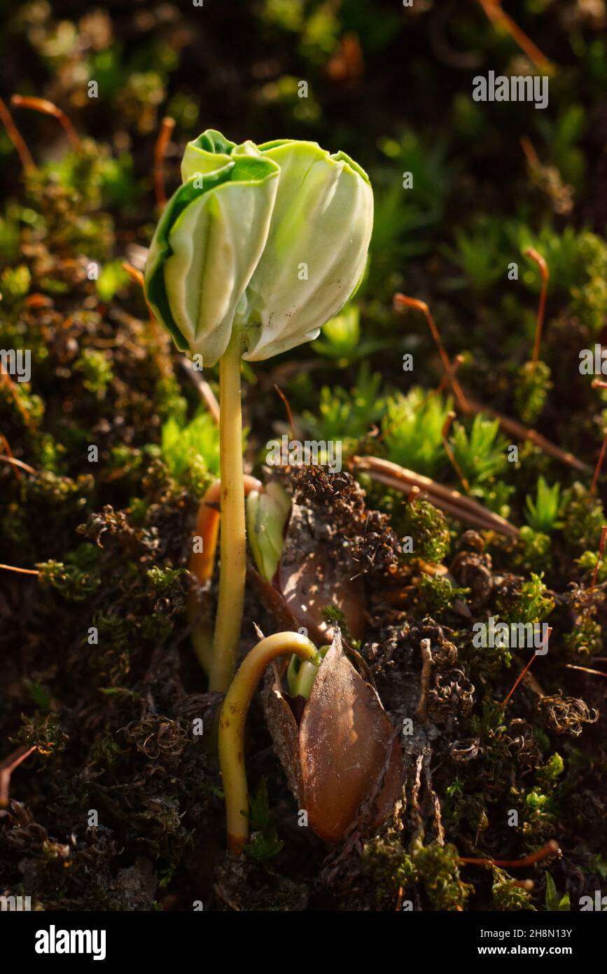 Sprouting tree from grain hi-res stock photography and images - Alamy