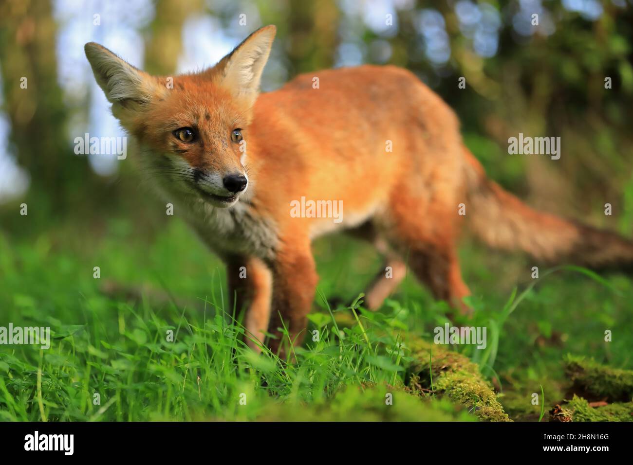 Red fox (Vulpes vulpes), young fox standing on grass, young male, Krauchenwies, Sigmaringen ...