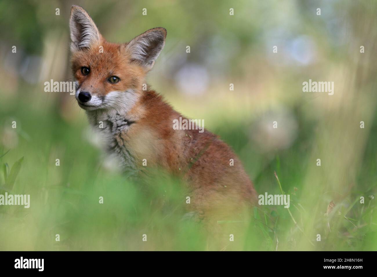 Red fox (Vulpes vulpes), fox cub sitting in the grass, young male, Krauchenwies, Sigmaringen ...