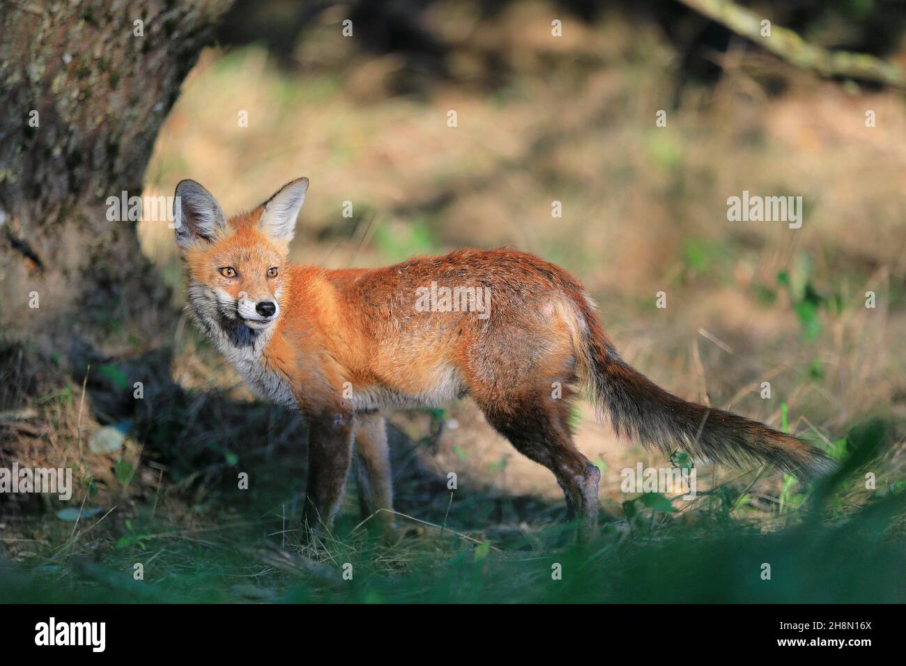 Red fox (Vulpes vulpes), young fox standing in the grass, young male, Krauchenwies, Sigmaringen ...