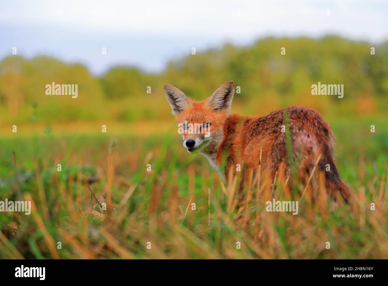 Red fox (Vulpes vulpes), young fox standing in harvested grain field ...