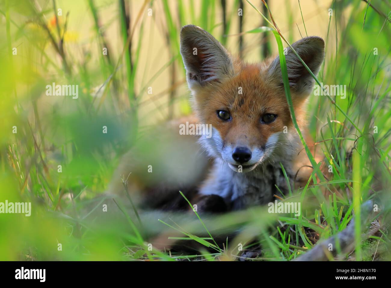 Red fox (Vulpes vulpes), fox cub lying in the grass, young male, Krauchenwies, Sigmaringen ...