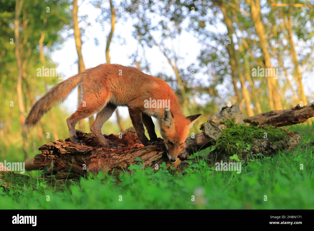 Red fox (Vulpes vulpes), young fox standing on tree trunk, young male ...