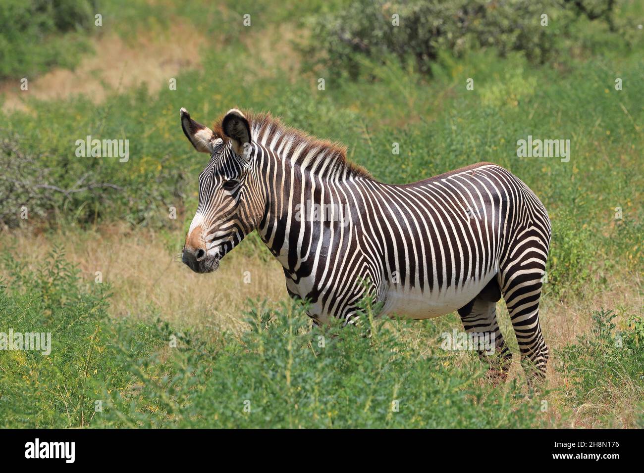 Kenyan reserve hi-res stock photography and images - Alamy