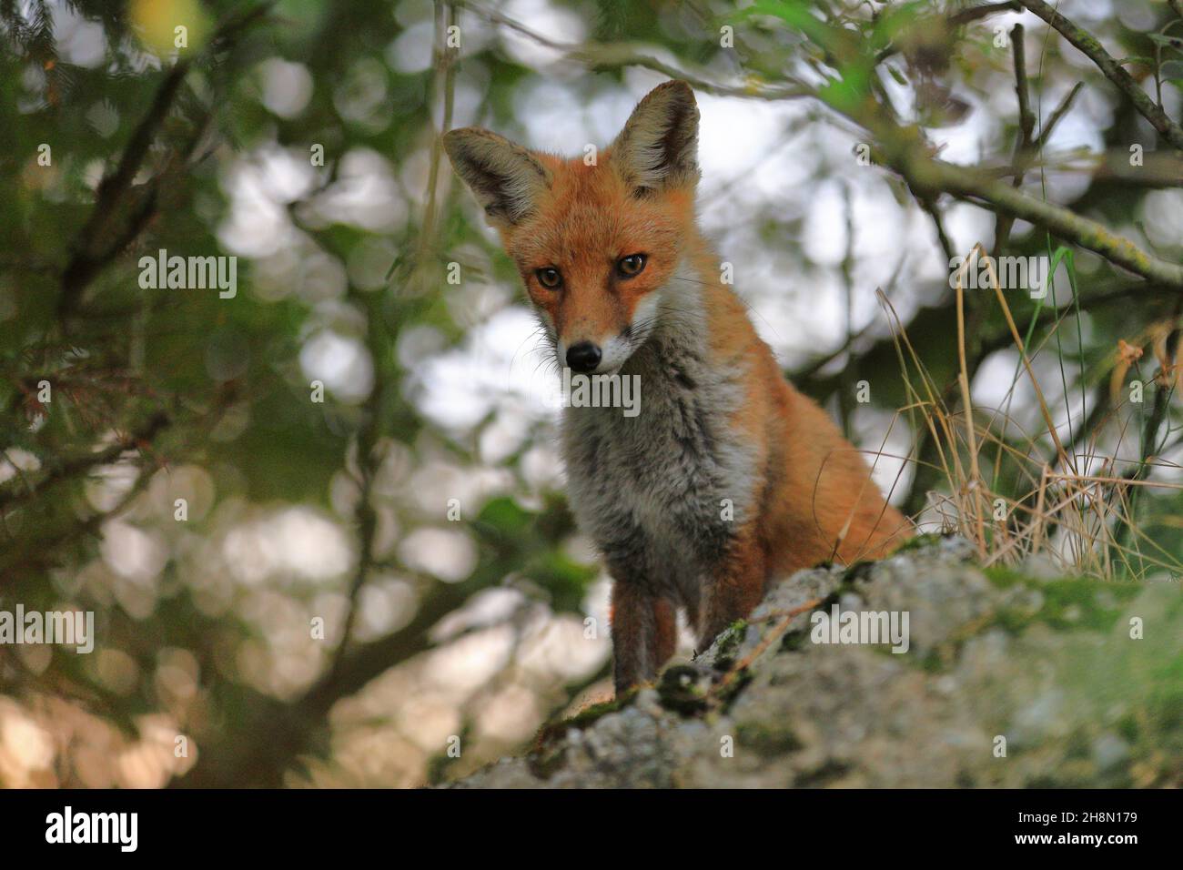 Red fox (Vulpes vulpes), young fox standing on a hill, male ...