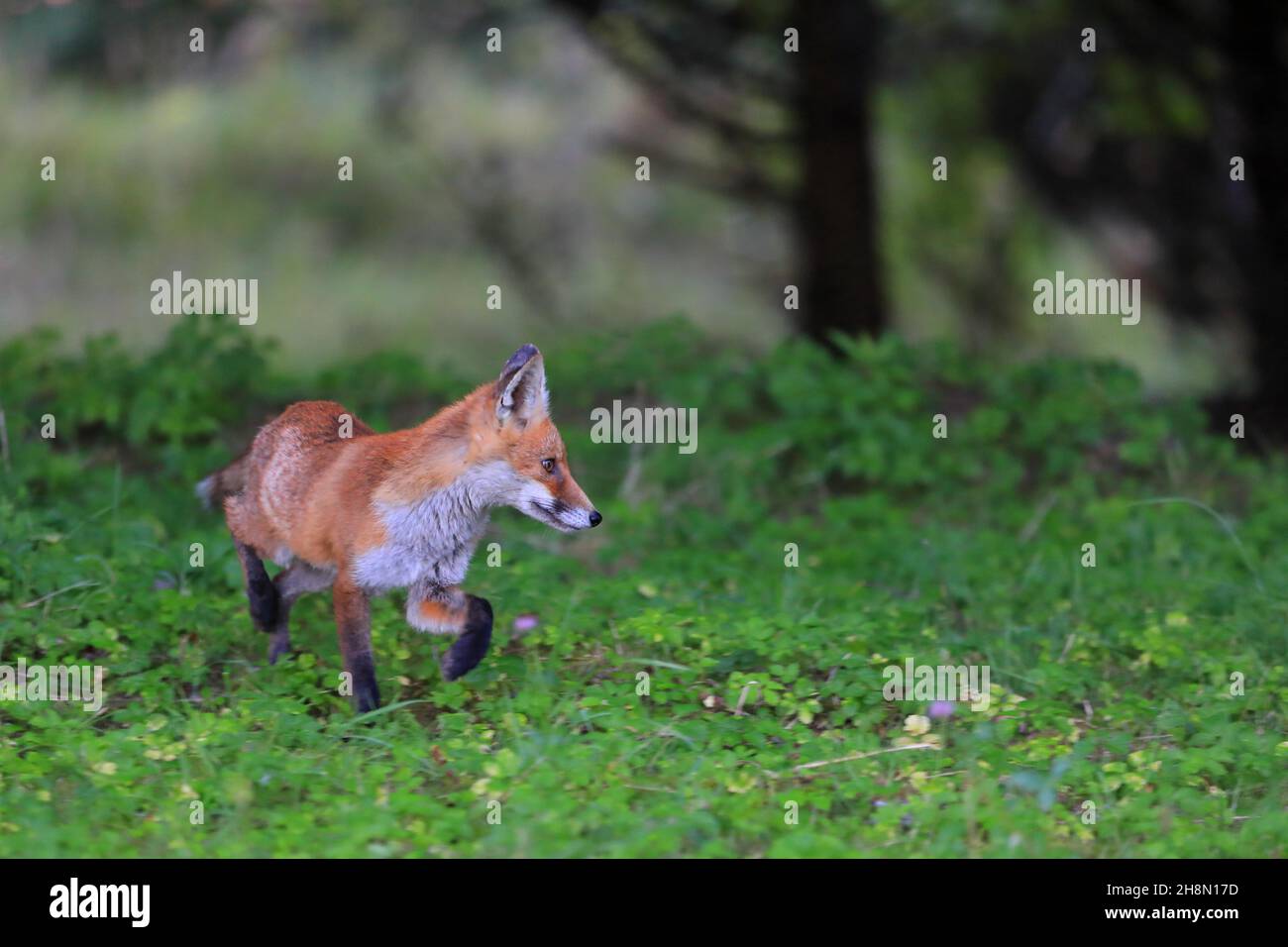 Red fox (Vulpes vulpes), Young fox standing in the grass, Male, Krauchenwies, Sigmaringen County ...