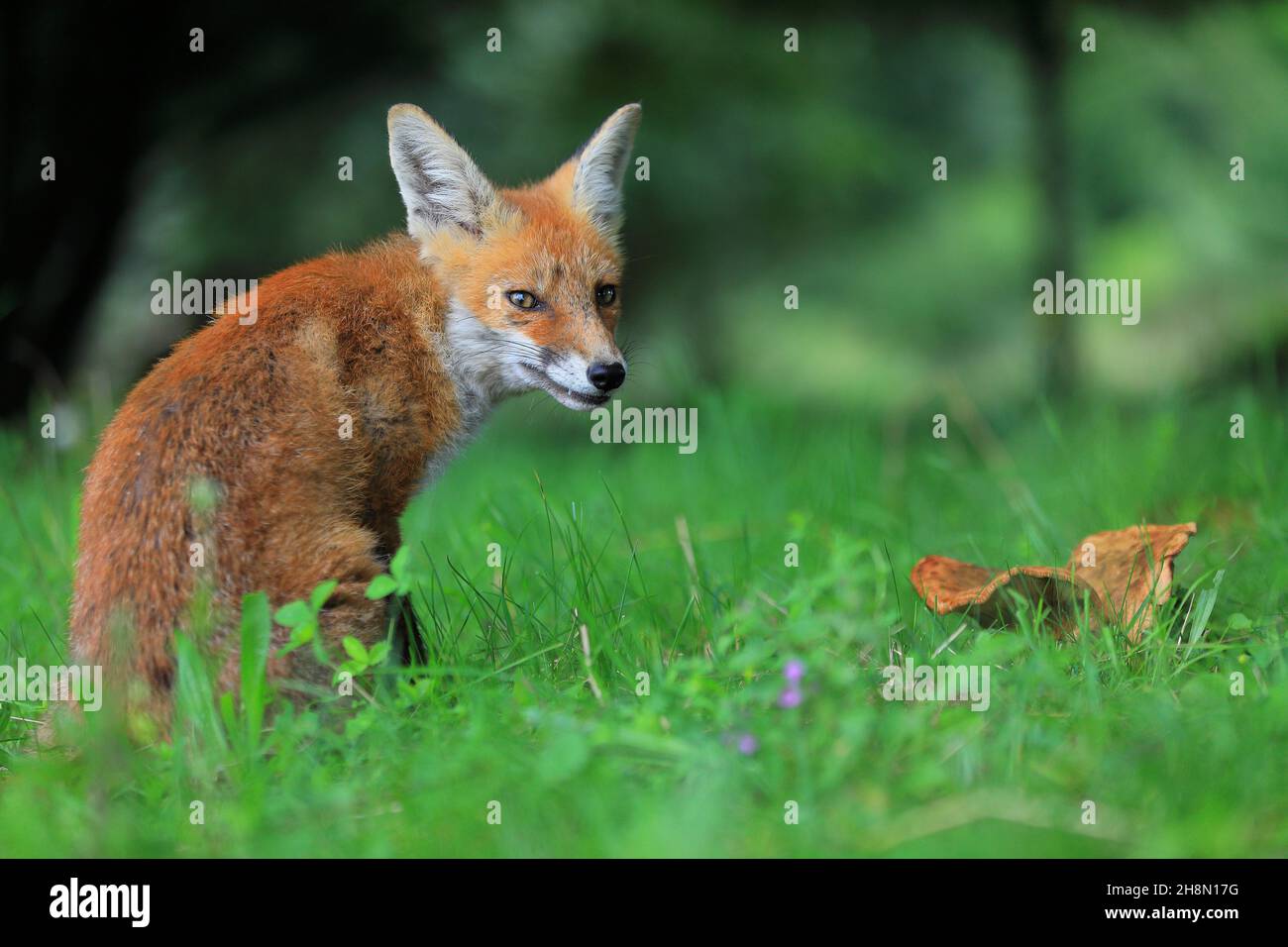 Male red fox germany hi-res stock photography and images - Alamy