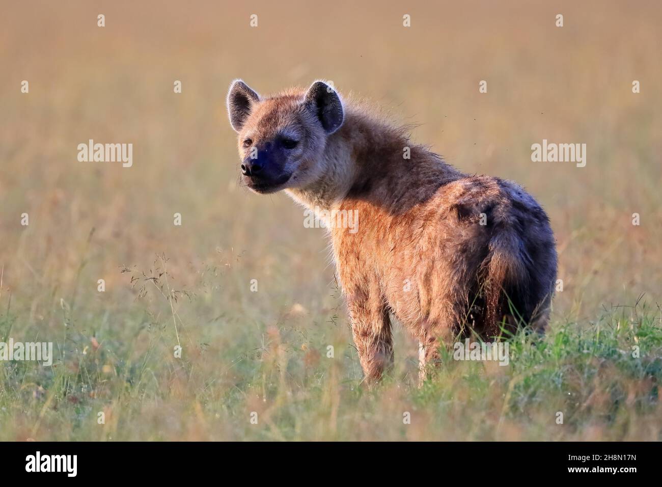 Spotted hyena (Crocuta crocuta), hyenas (Hyaenidae), Masai Mara, Massai ...