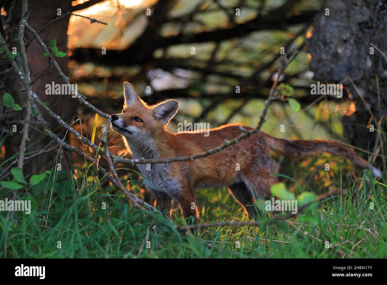 Red fox (Vulpes vulpes), young fox standing on a branch, male ...