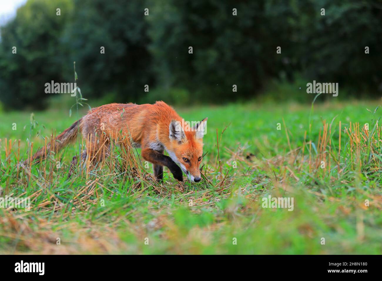 Red fox (Vulpes vulpes), young fox standing in harvested grain field, male, Krauchenwies ...