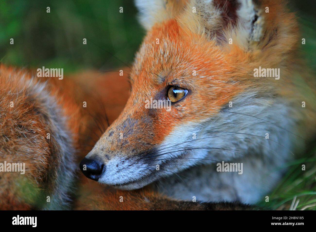 Red fox (Vulpes vulpes), portrait of a lying fox, male, Krauchenwies ...