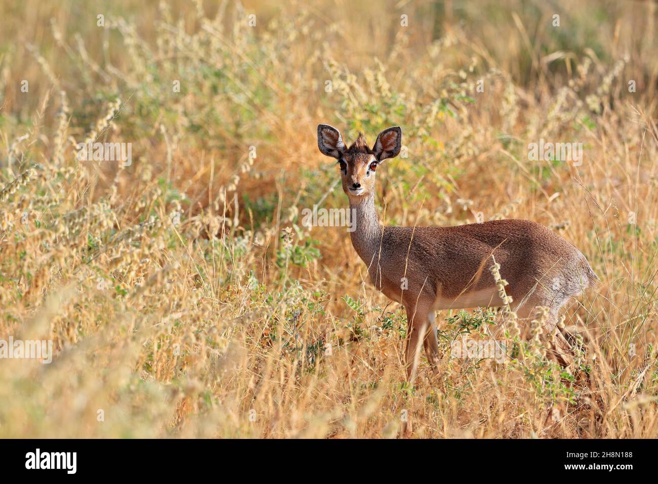 Dik dik (Madoqua), Samburu National Reserve, Kenya Stock Photo - Alamy