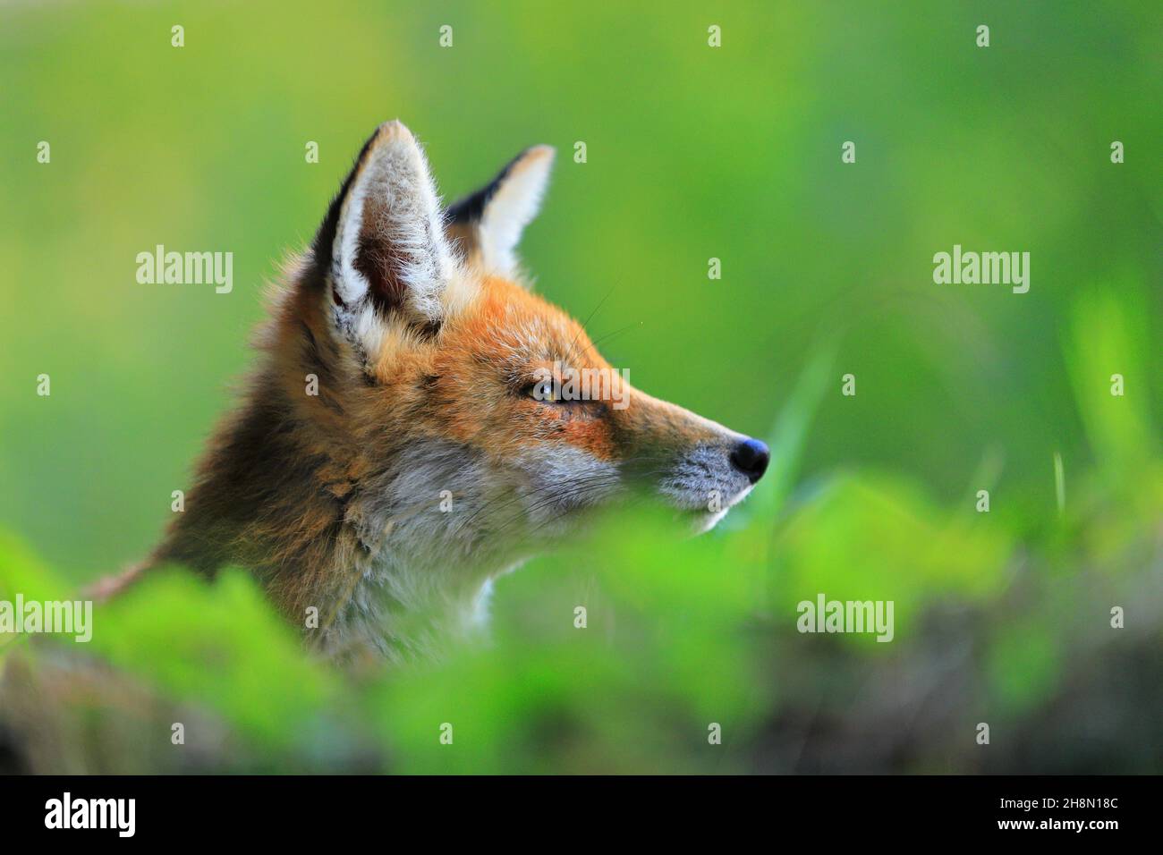 Red fox (Vulpes vulpes), portrait of a young fox, male, Krauchenwies ...