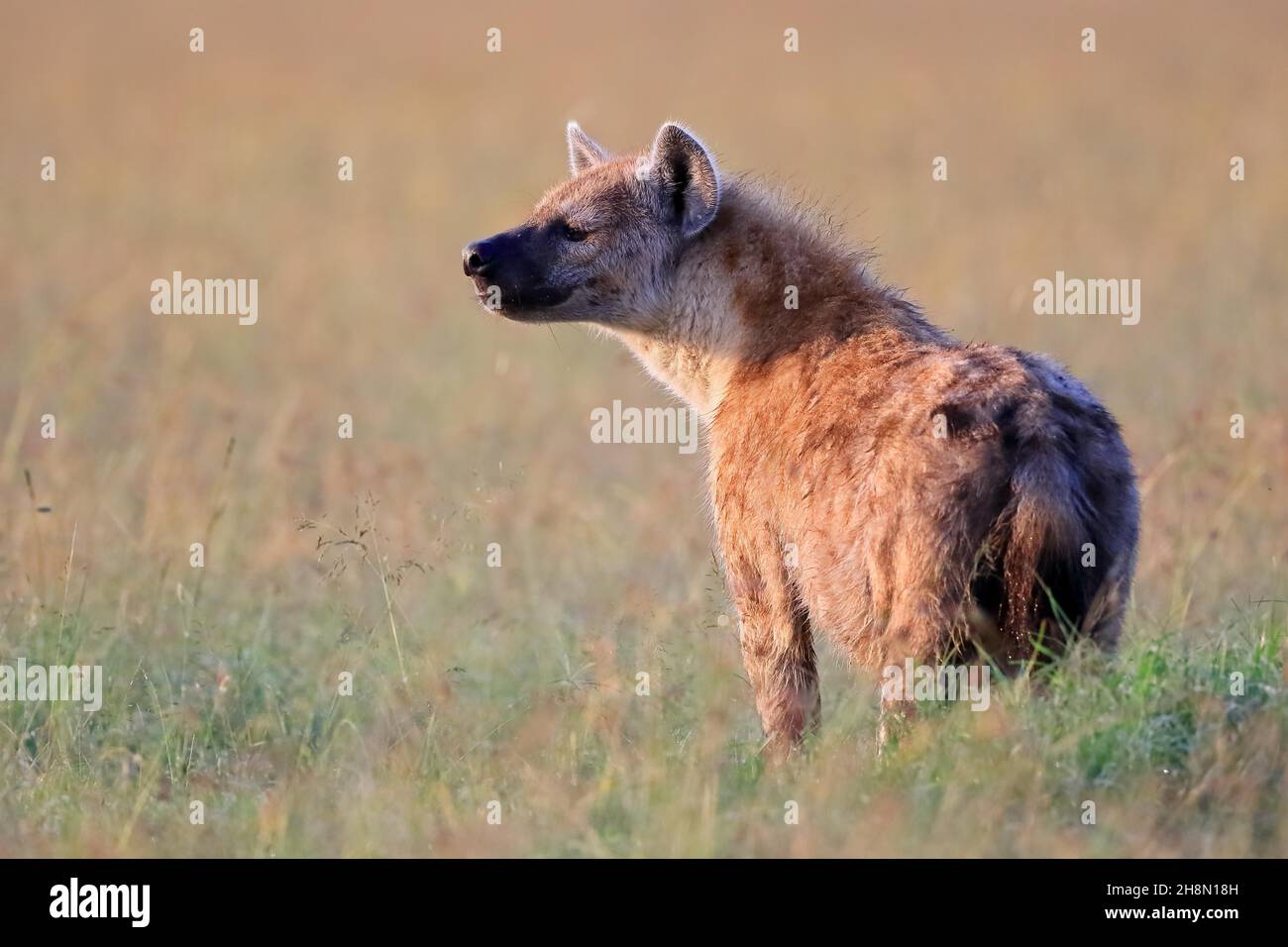 Spotted hyena (Crocuta crocuta), hyenas (Hyaenidae), Masai Mara, Massai Mara, Kenya Stock Photo ...