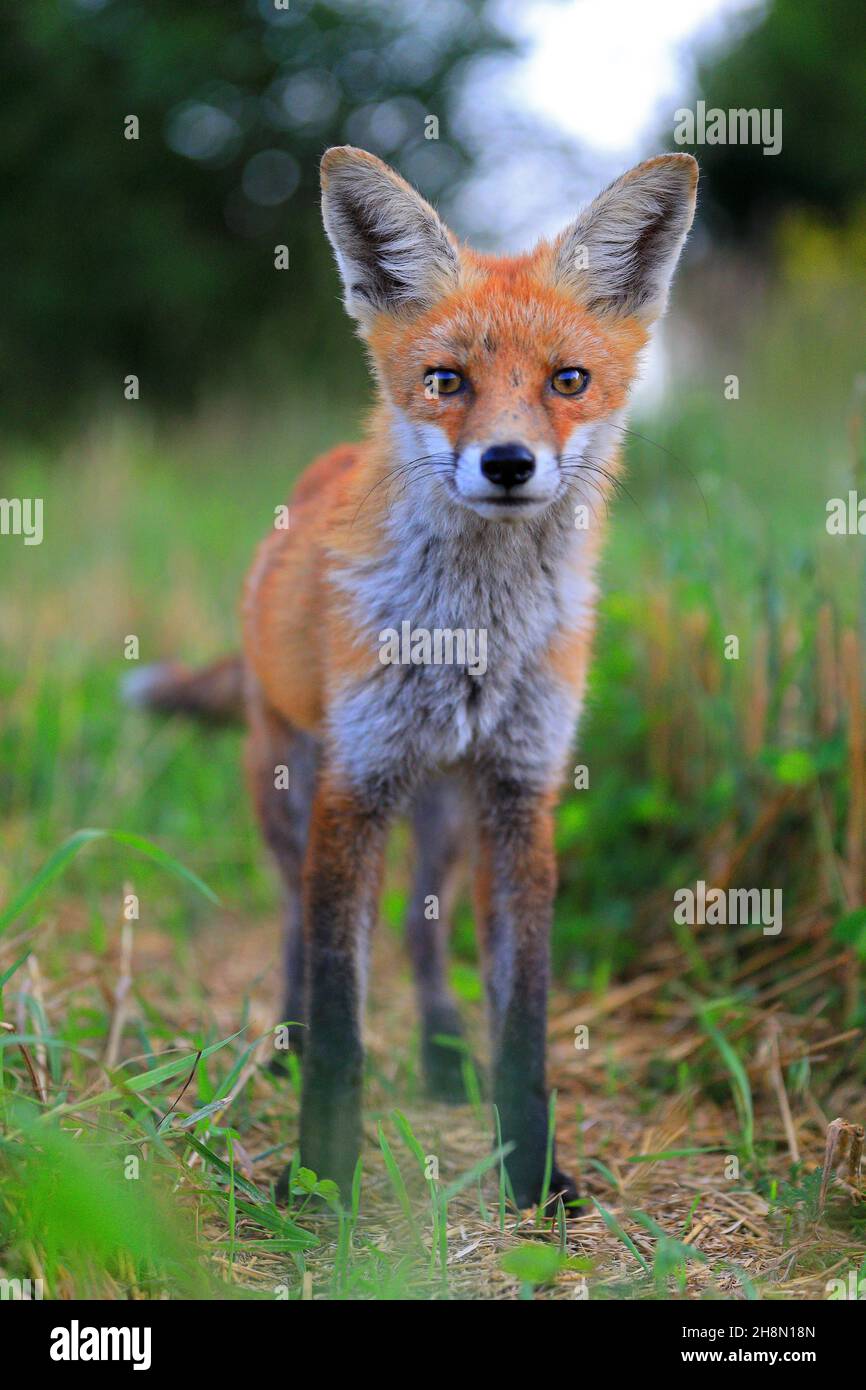 Red fox (Vulpes vulpes), young fox standing in harvested grain field ...