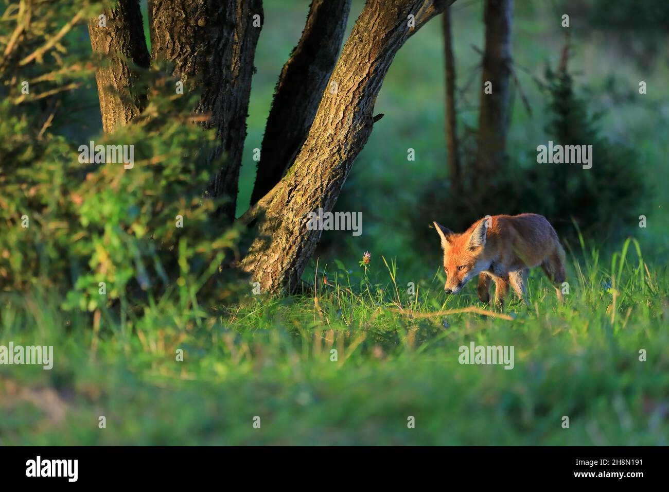 Red fox (Vulpes vulpes), Young fox lacing along a tree, Male, Krauchenwies, Sigmaringen County ...
